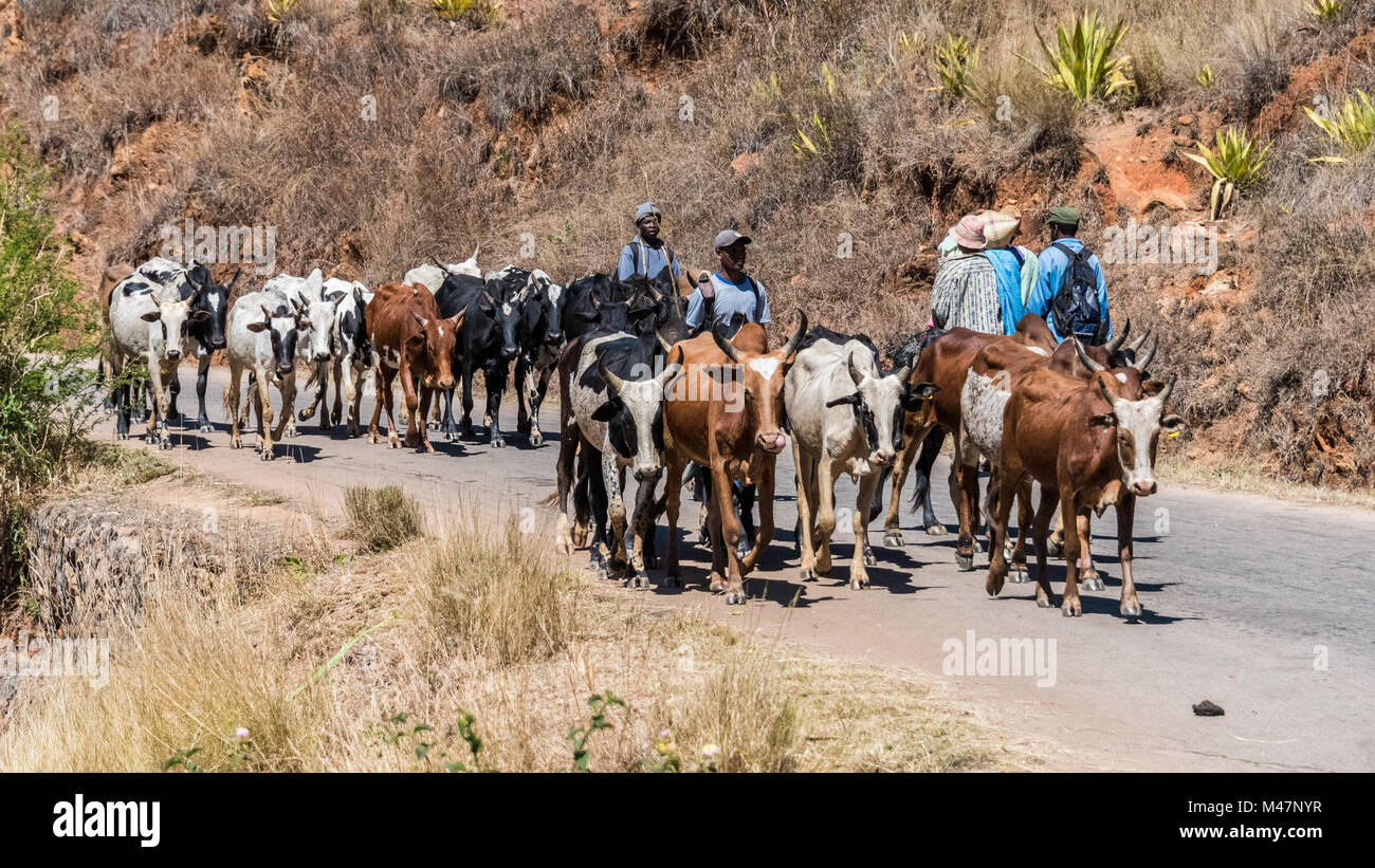 Zebu madagascar hi-res stock photography and images - Alamy