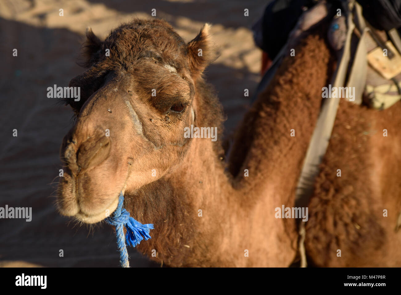 Old camel working on desert caravans Stock Photo - Alamy