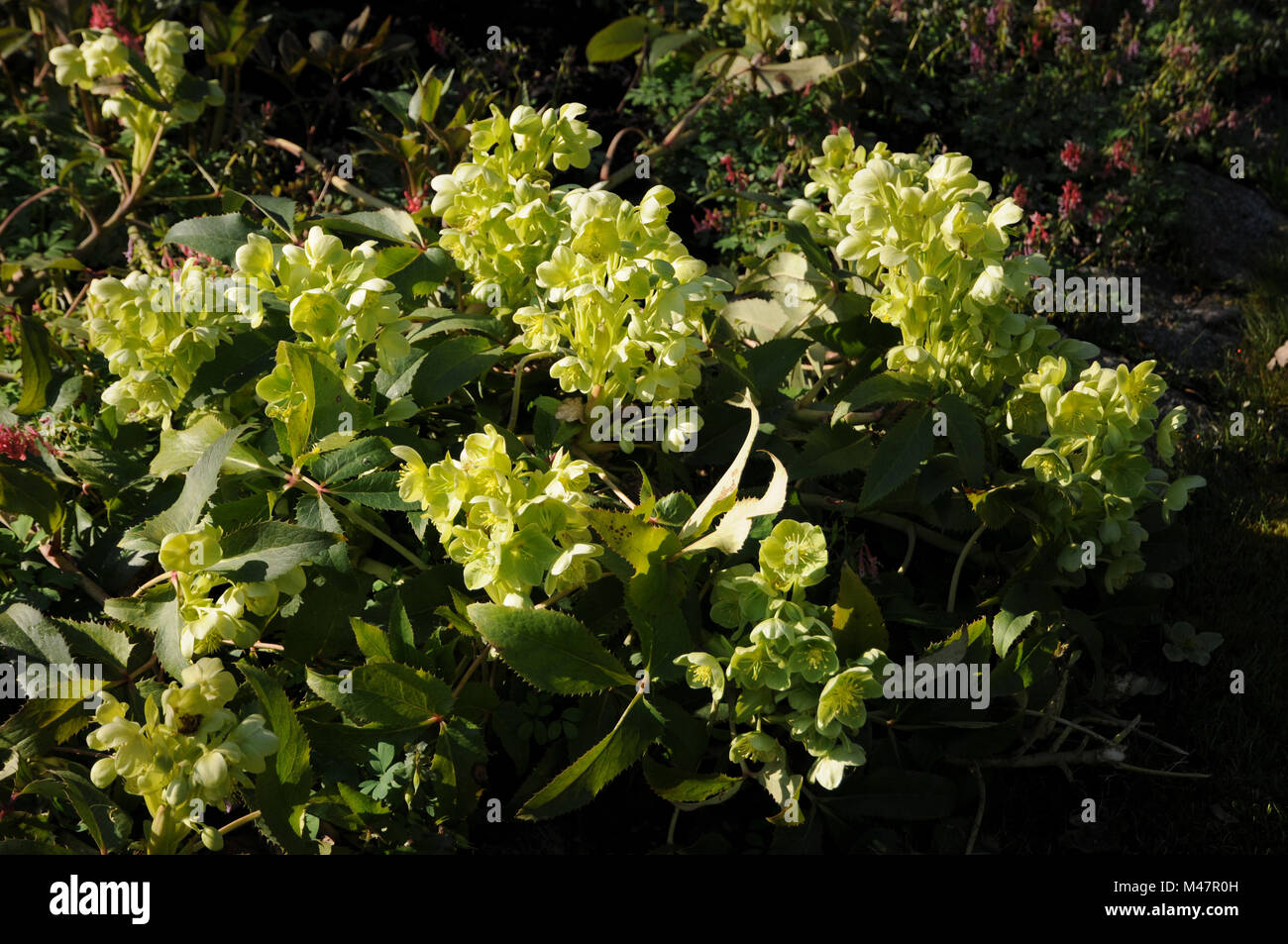 Helleborus lividus ssp. corsicus, Holly-leaved hellebore Stock Photo ...
