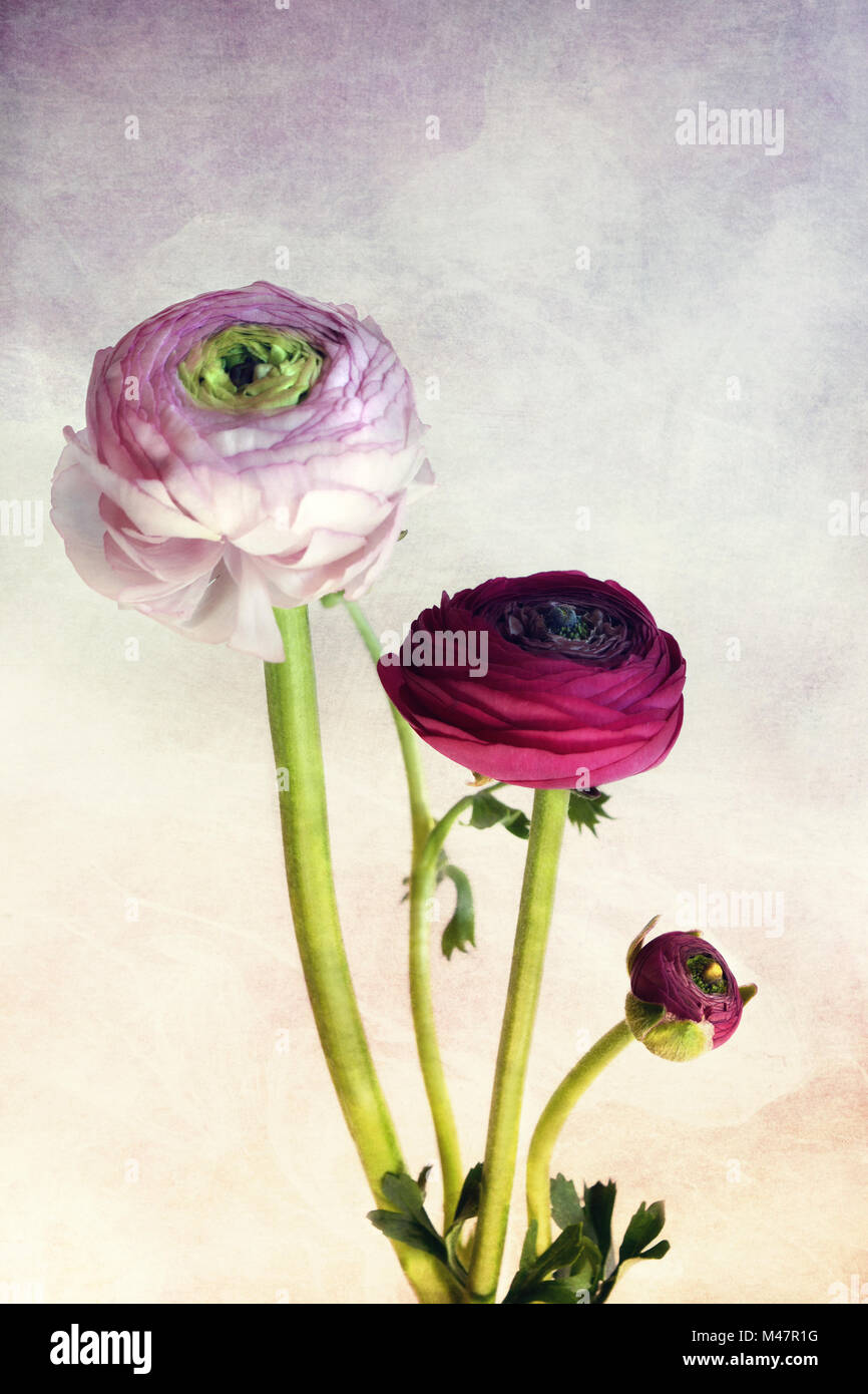 Ranunculus High Resolution Stock Photography and Images - Alamy