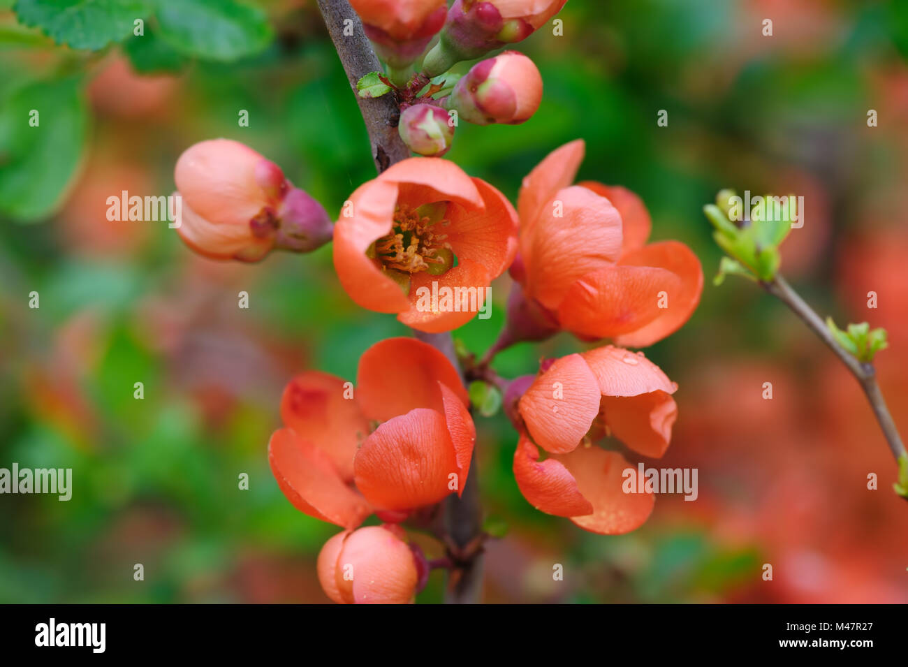 Close up flowering quince hi-res stock photography and images - Alamy