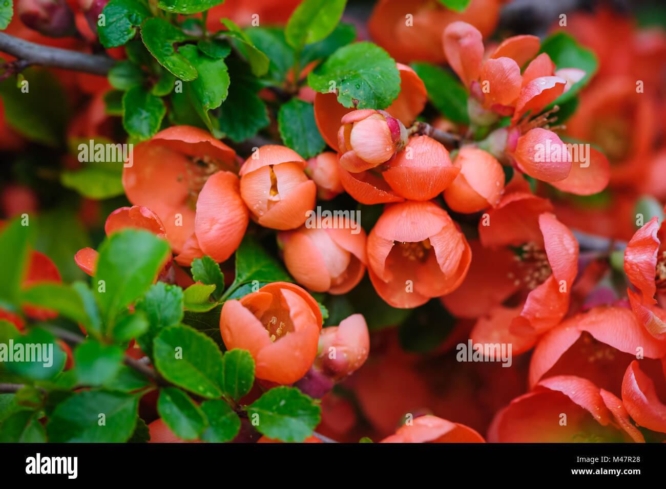 Flowering quince closeup Stock Photo - Alamy