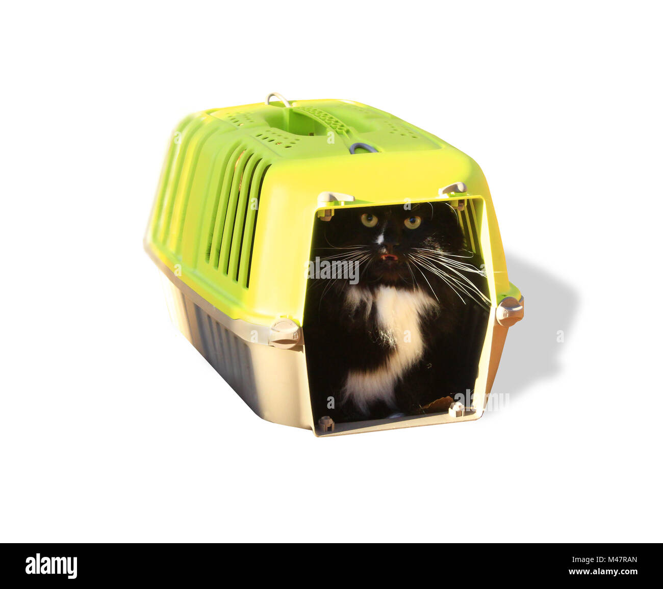 Young male cat in Cut Out Stock Images & Pictures - Alamy