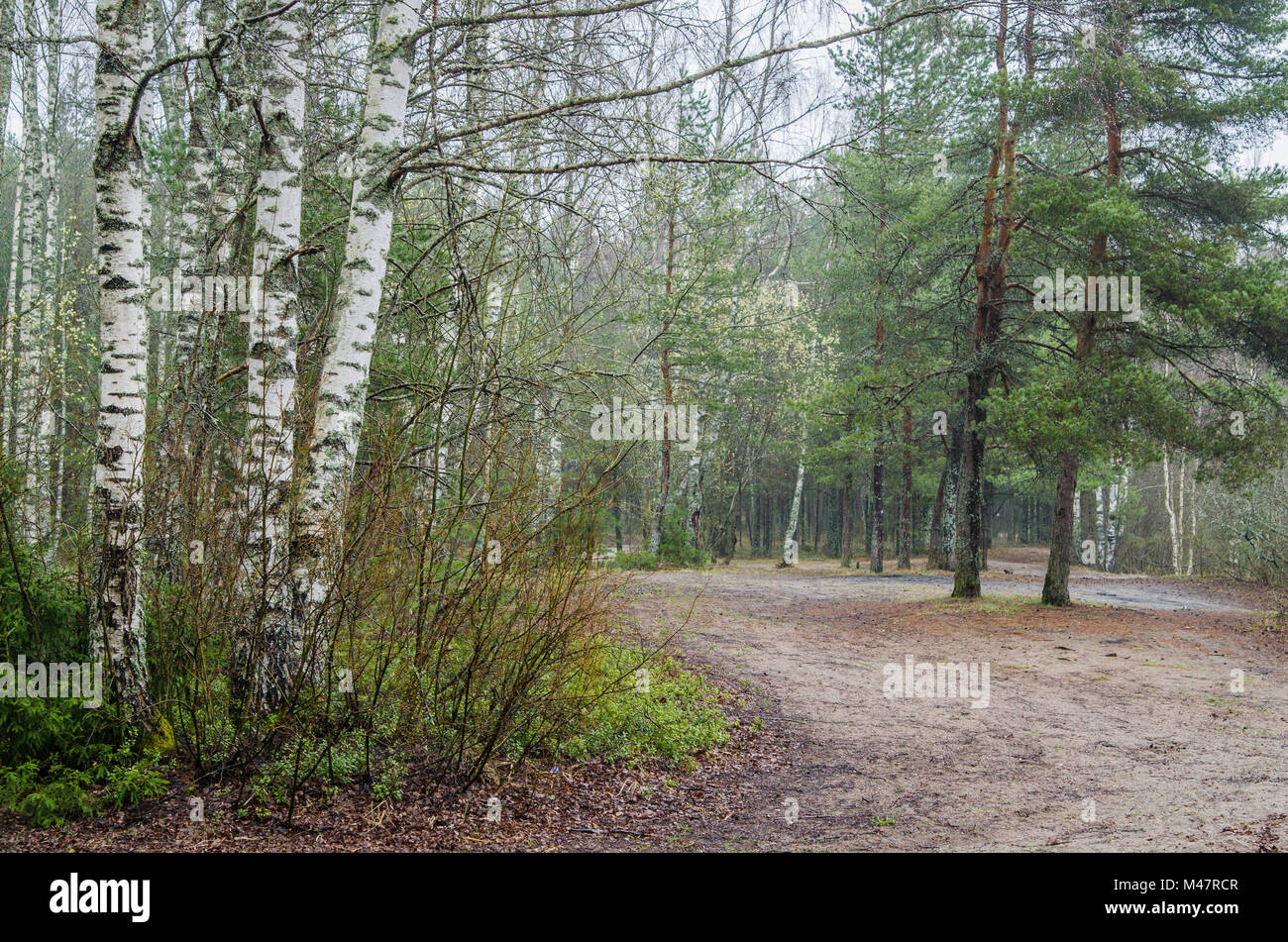 Foggy spring landscape with footpath in the woods Stock Photo - Alamy