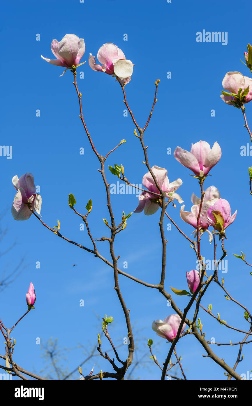 Spring magnolia flowers hi-res stock photography and images - Alamy