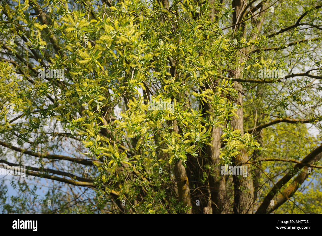 Willow tree bark hi-res stock photography and images - Alamy