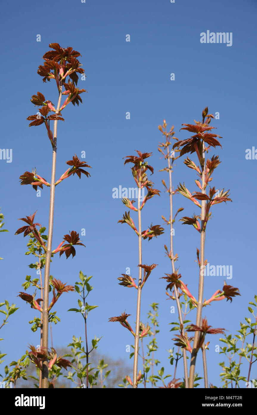 Acer pseudoplatanus, Sycamore maple, young shoots Stock Photo - Alamy