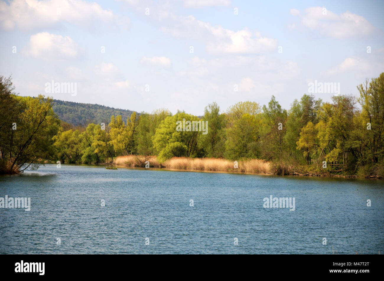 White willow tree salix alba hi-res stock photography and images - Alamy