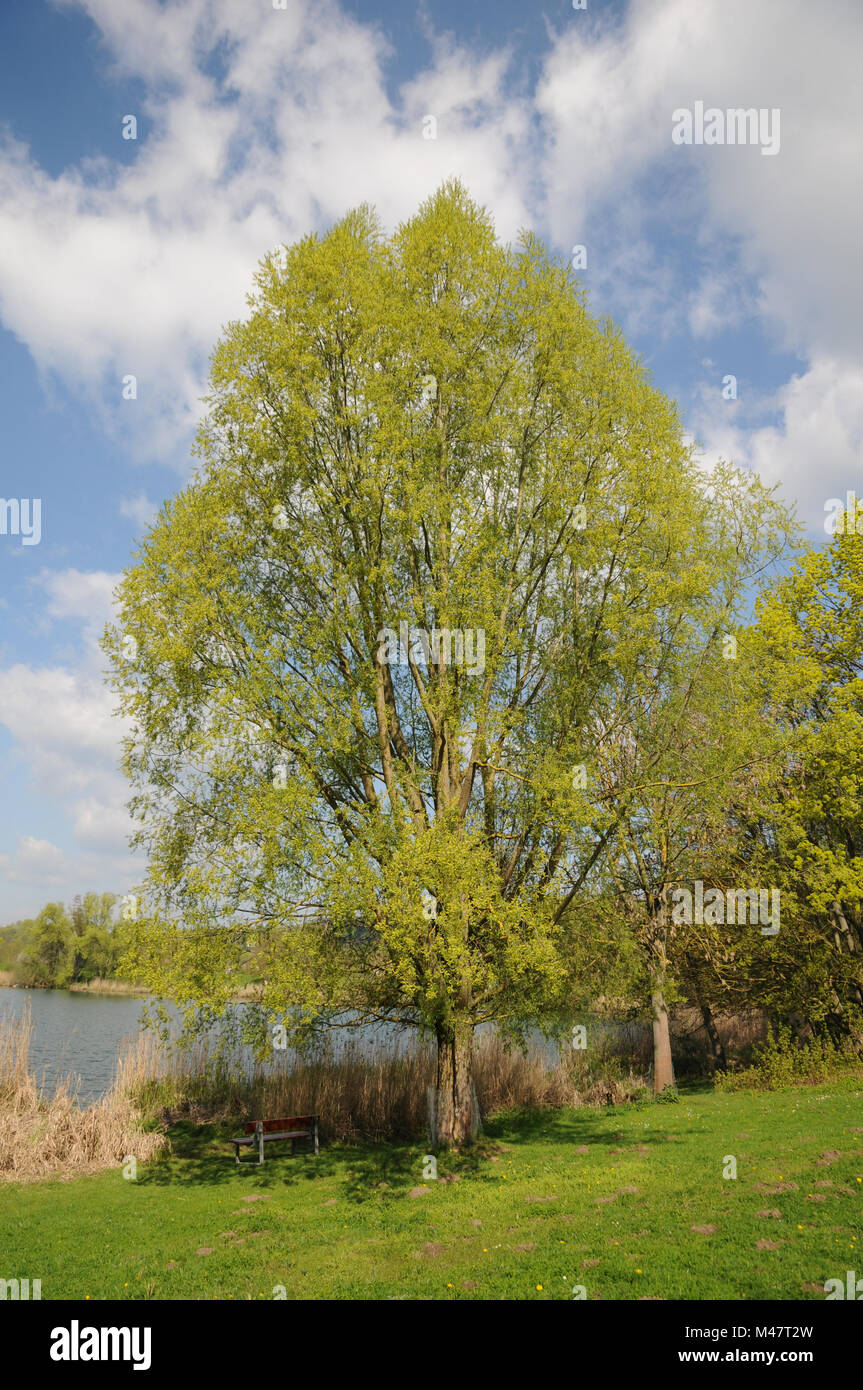 Salix alba, Silver willow, flowering male tree Stock Photo - Alamy