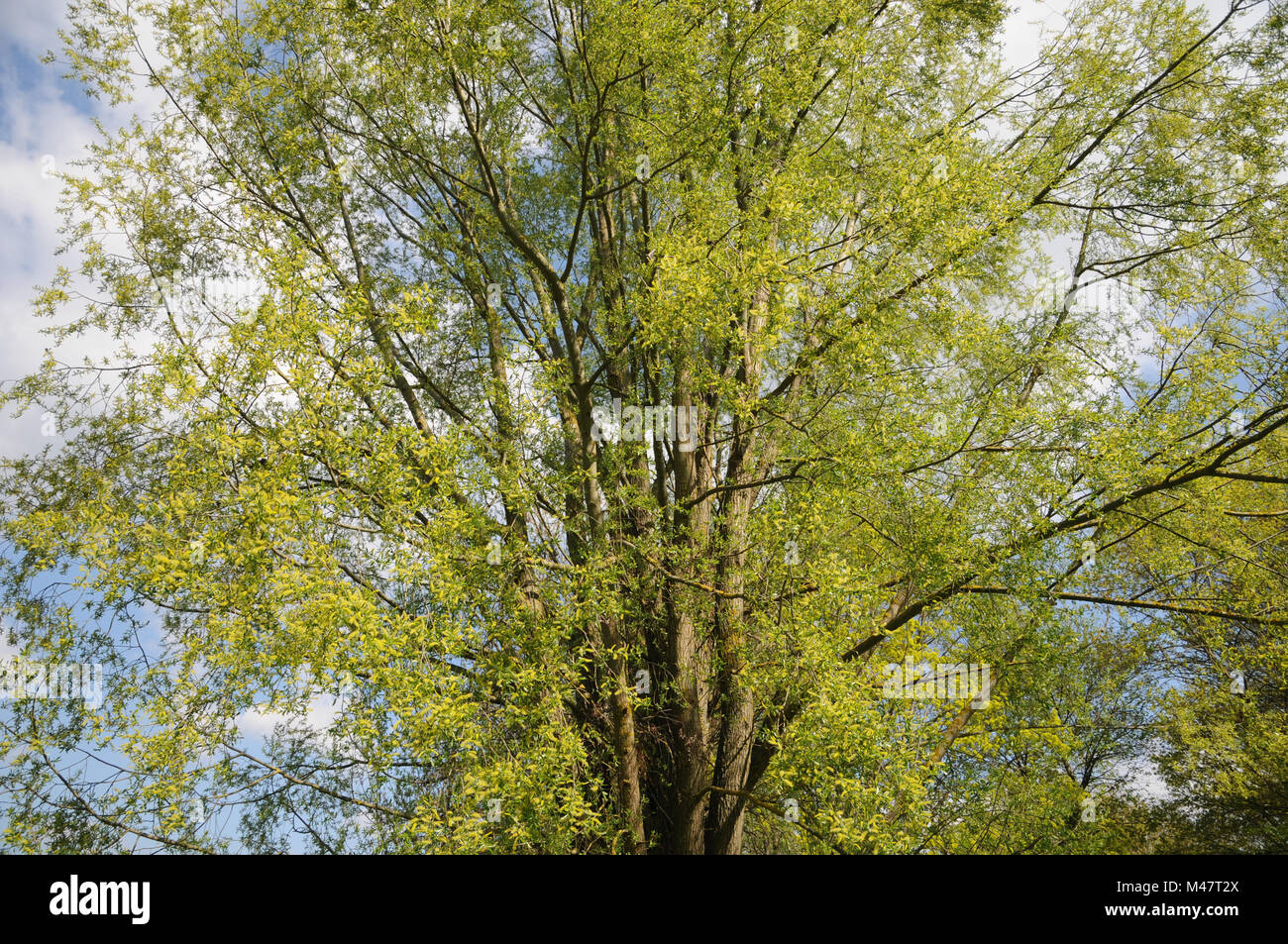 Salix alba, Silver willow, flowering male tree Stock Photo - Alamy