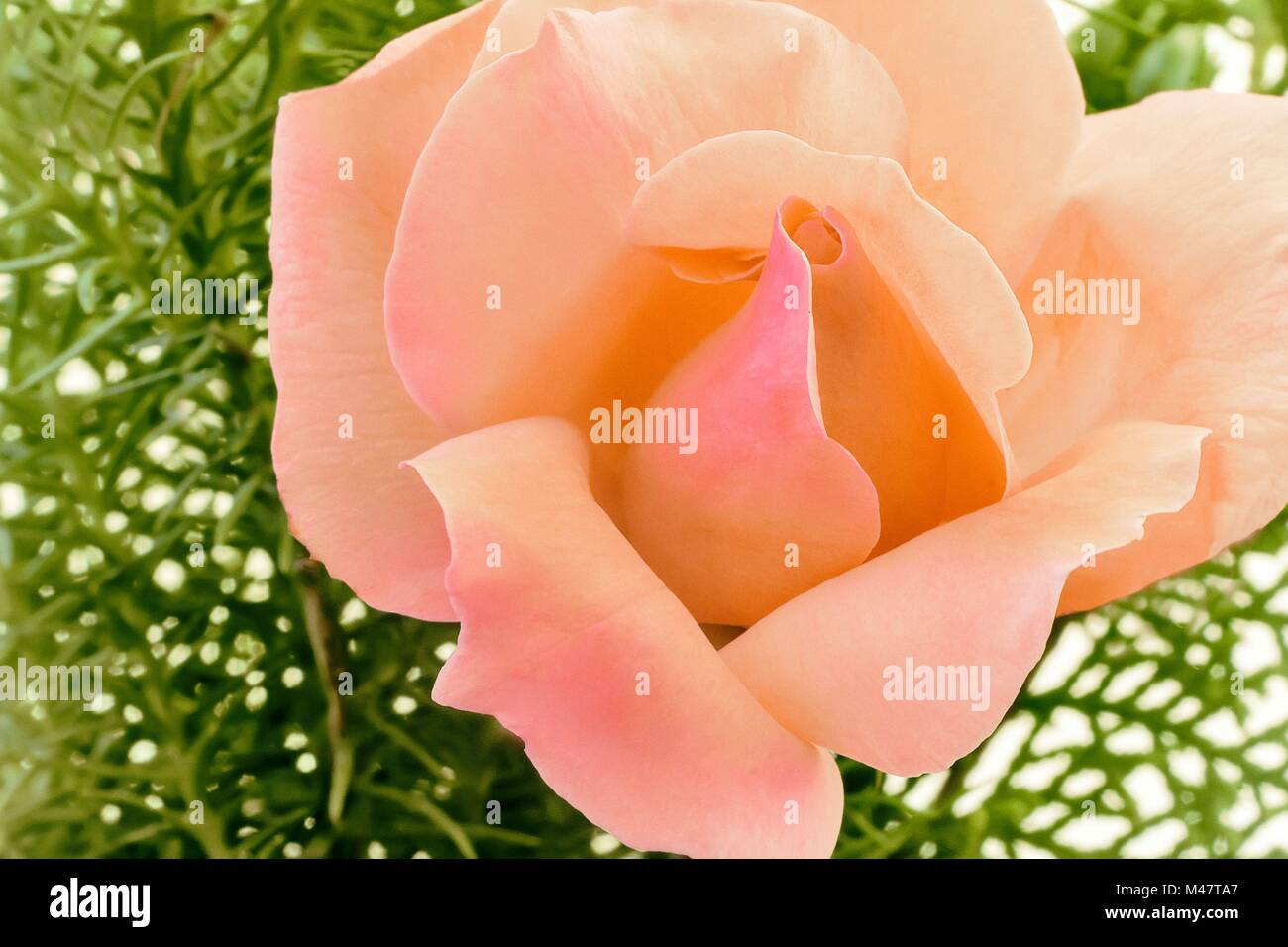 Rose leaves background hi-res stock photography and images - Alamy
