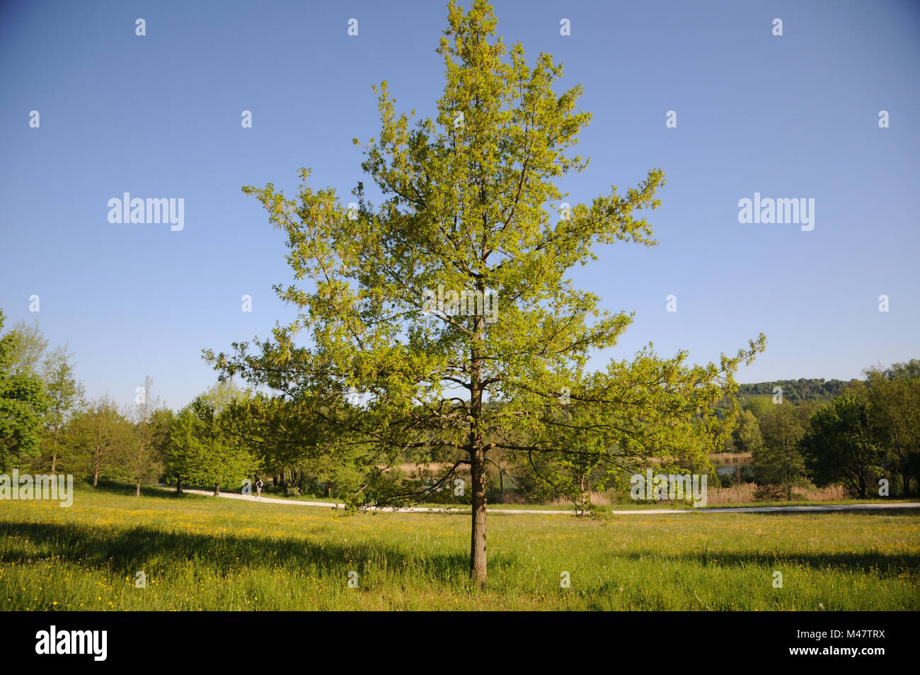 Oak Shoots High Resolution Stock Photography and Images - Alamy