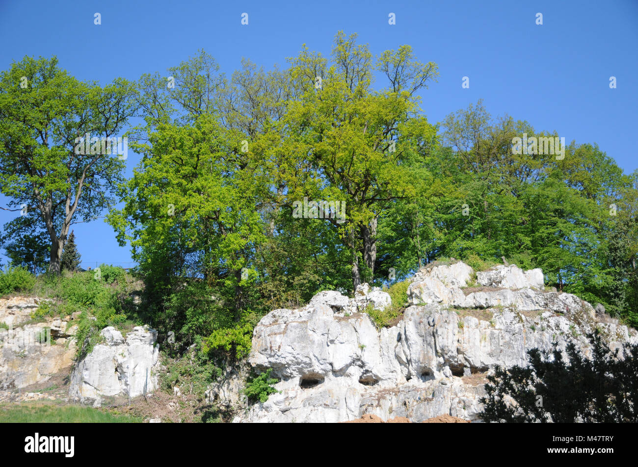 German Oak Trees High Resolution Stock Photography and Images - Alamy