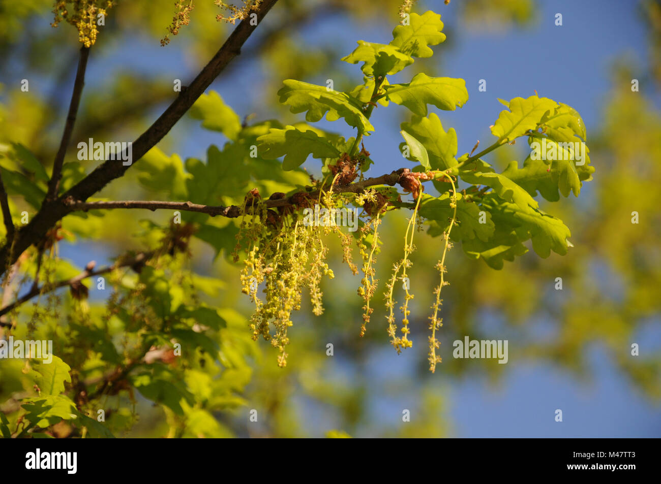 Oak Shoots High Resolution Stock Photography and Images - Alamy