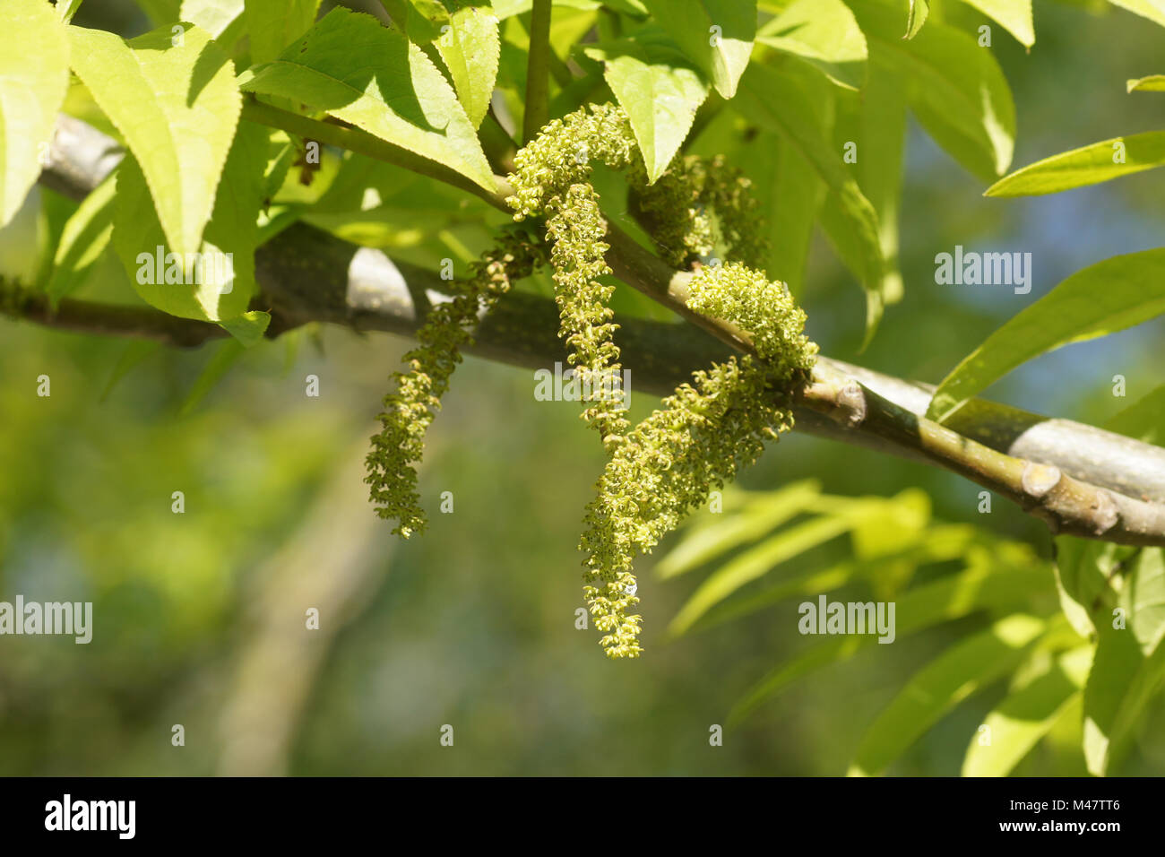 Pterocarya fraxinifolia, Caucasian wingnut, male flowers Stock Photo ...