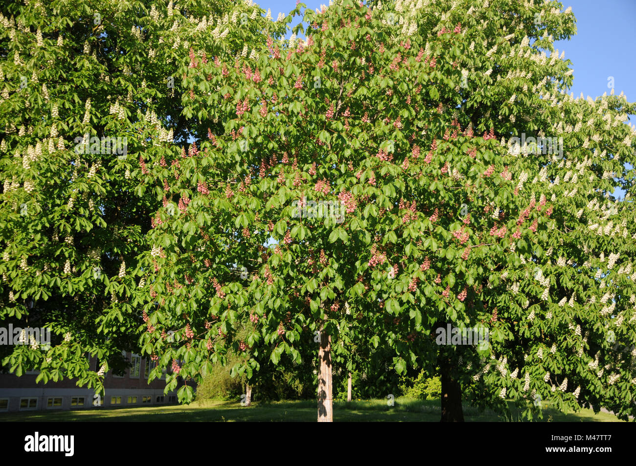 Aesculus x carnea Briotii, Redflowering horse chestnut Stock Photo - Alamy