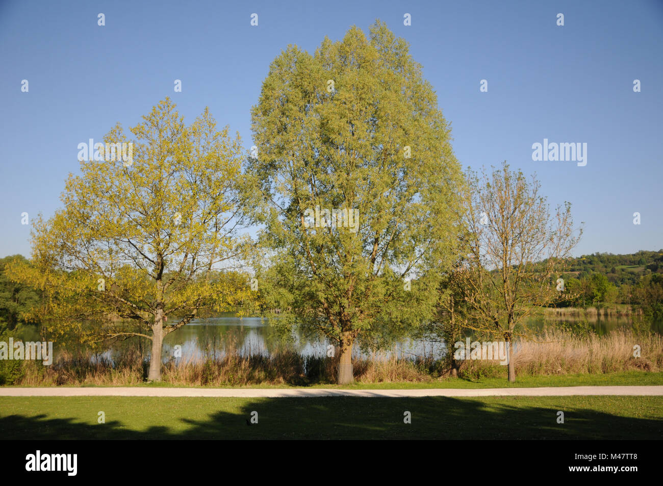 Salix alba, Silver willow, male flowering tree Stock Photo - Alamy
