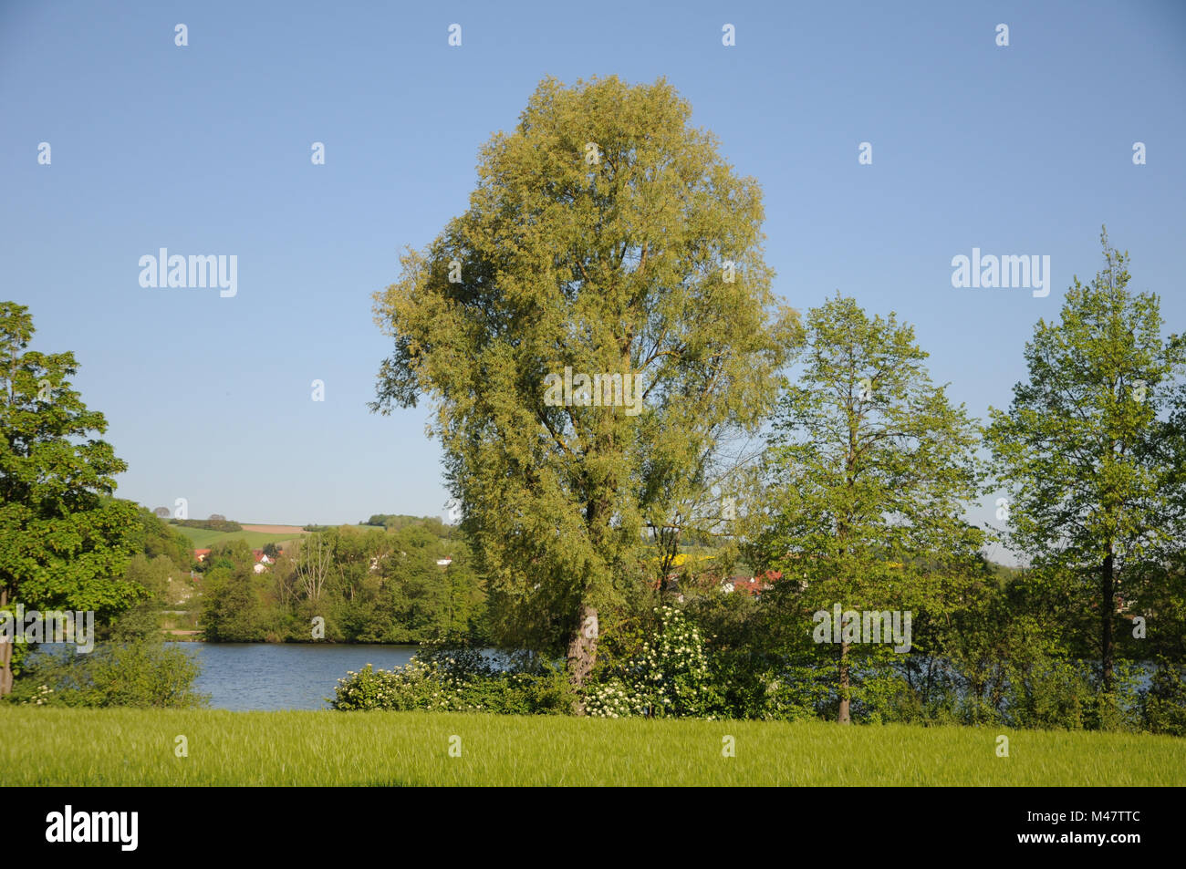 Salix alba, Silver willow, male flowering tree Stock Photo - Alamy