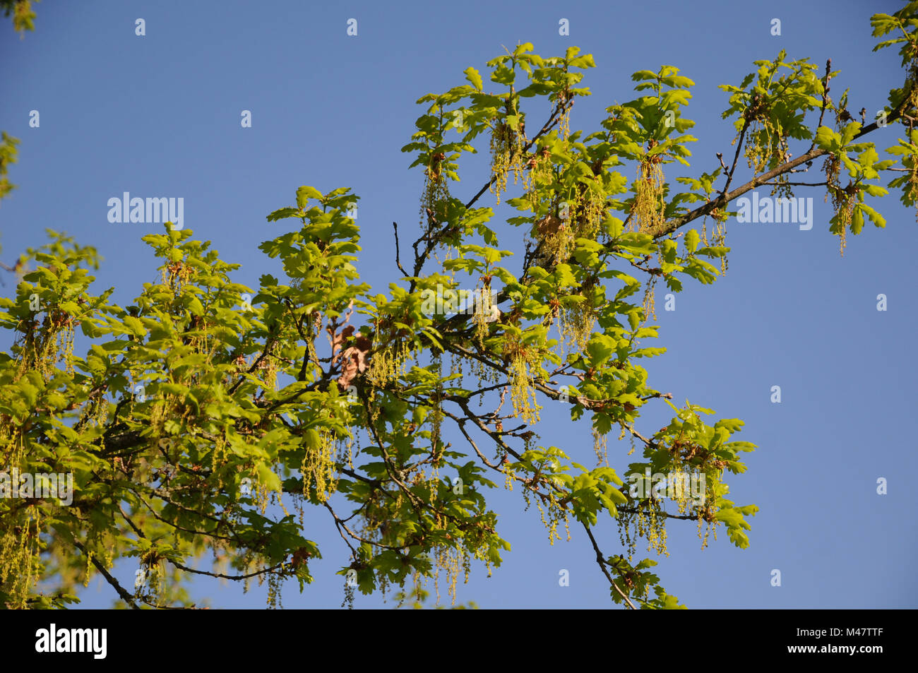 Oak Shoots High Resolution Stock Photography and Images - Alamy