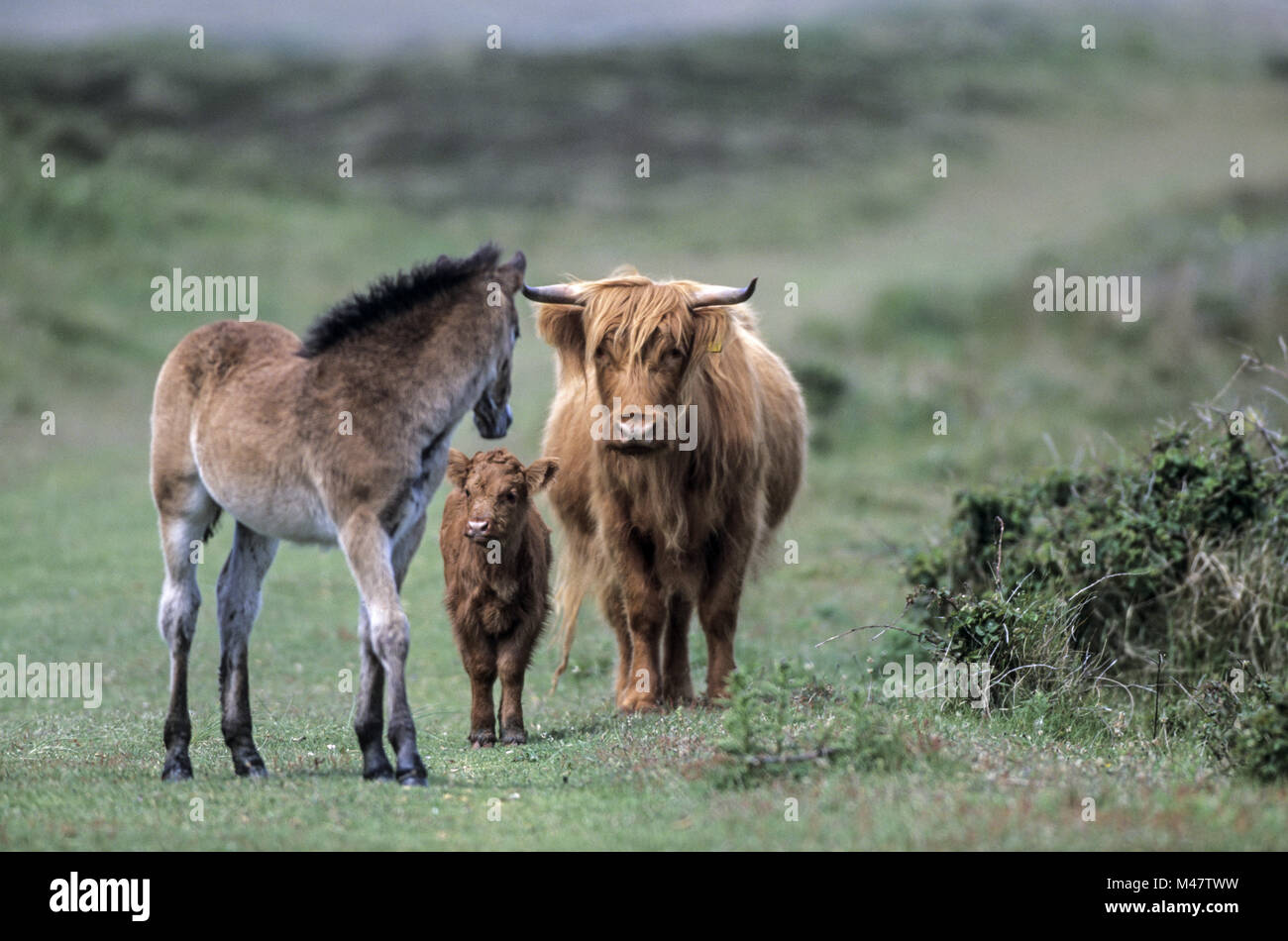 Heilan horse hi-res stock photography and images - Alamy