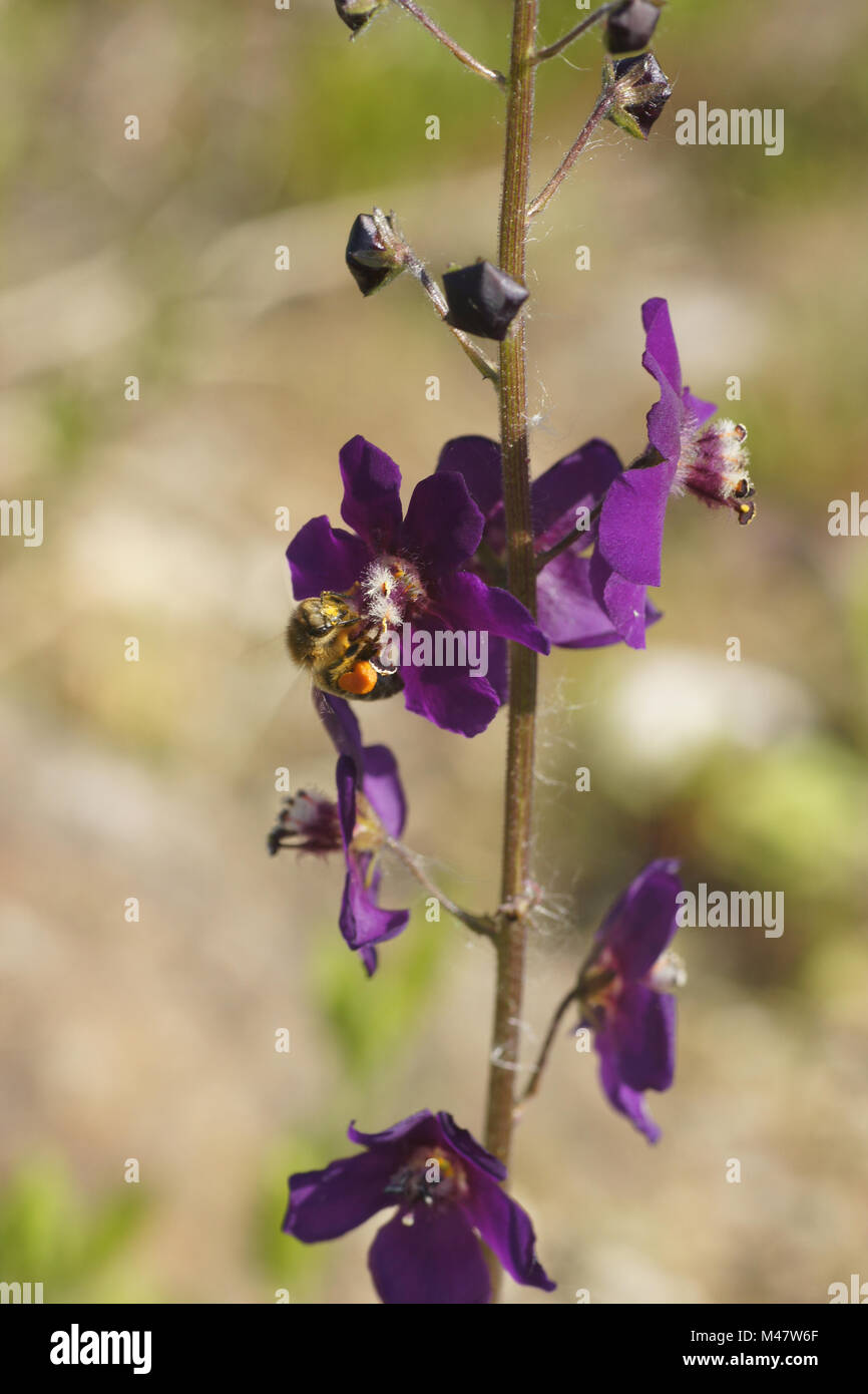 Verbascum phoeniceum, Purple mullein, with bee Stock Photo - Alamy