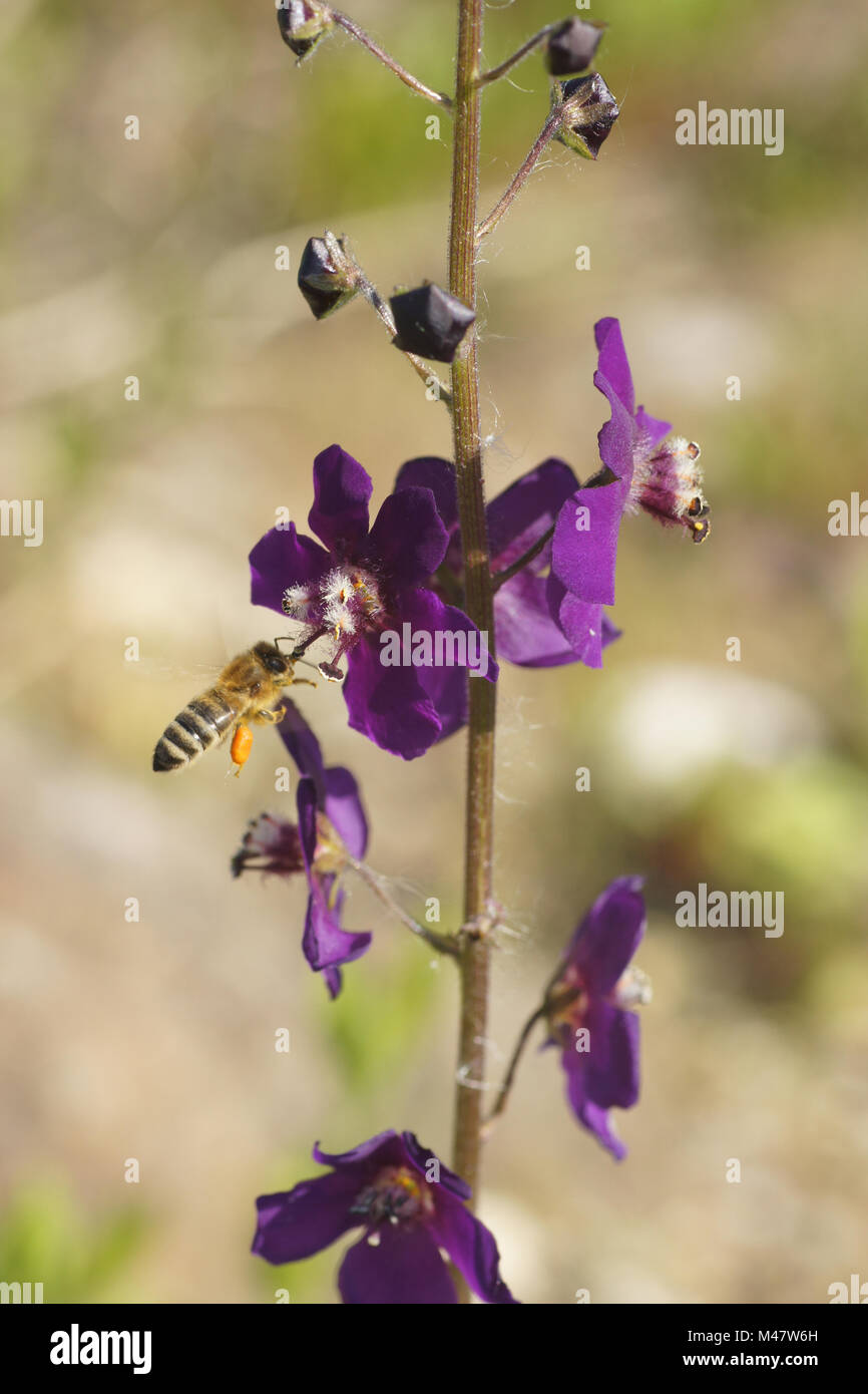 Verbascum phoeniceum, Purple mullein, with bee Stock Photo - Alamy