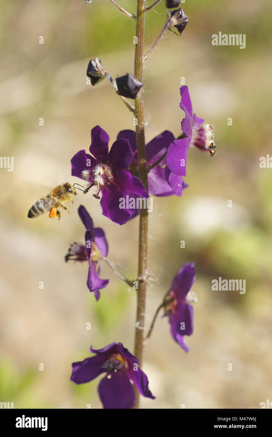 Verbascum phoeniceum, Purple mullein, with bee Stock Photo - Alamy