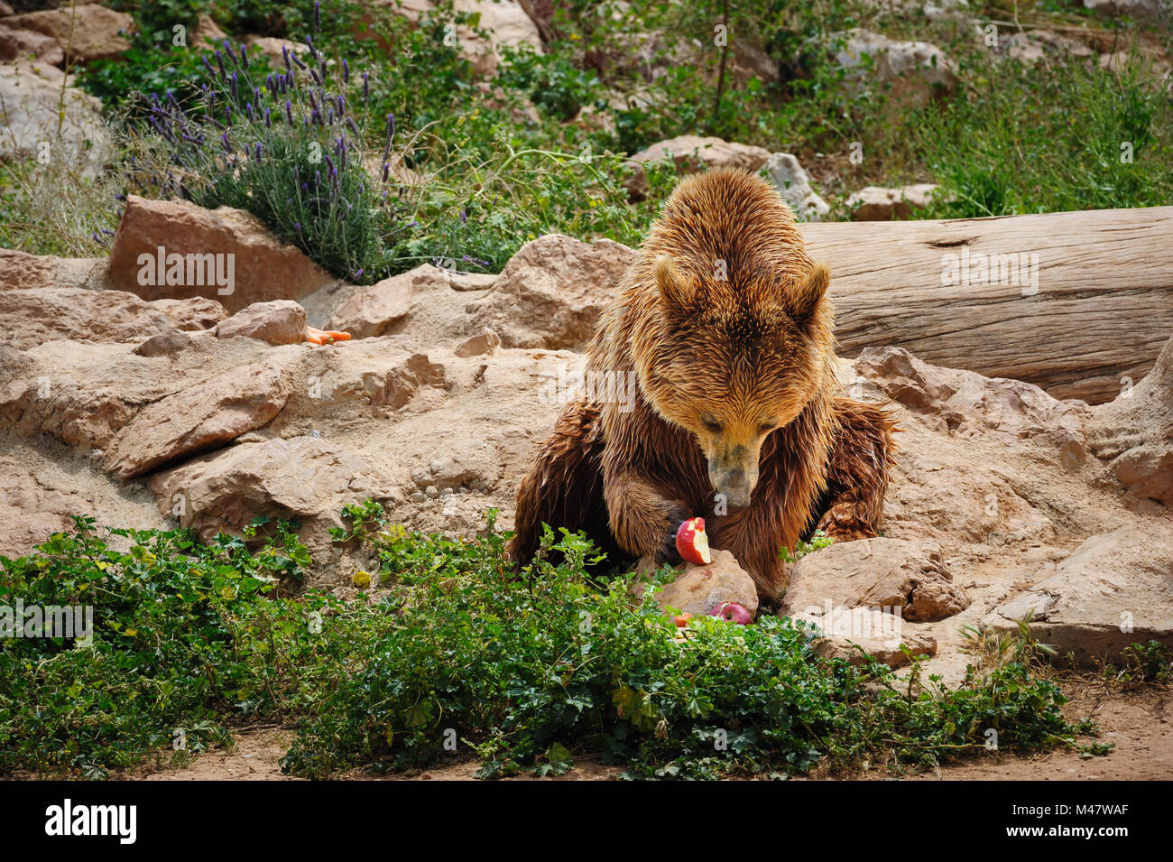 Brown bear eating apple Stock Photo - Alamy