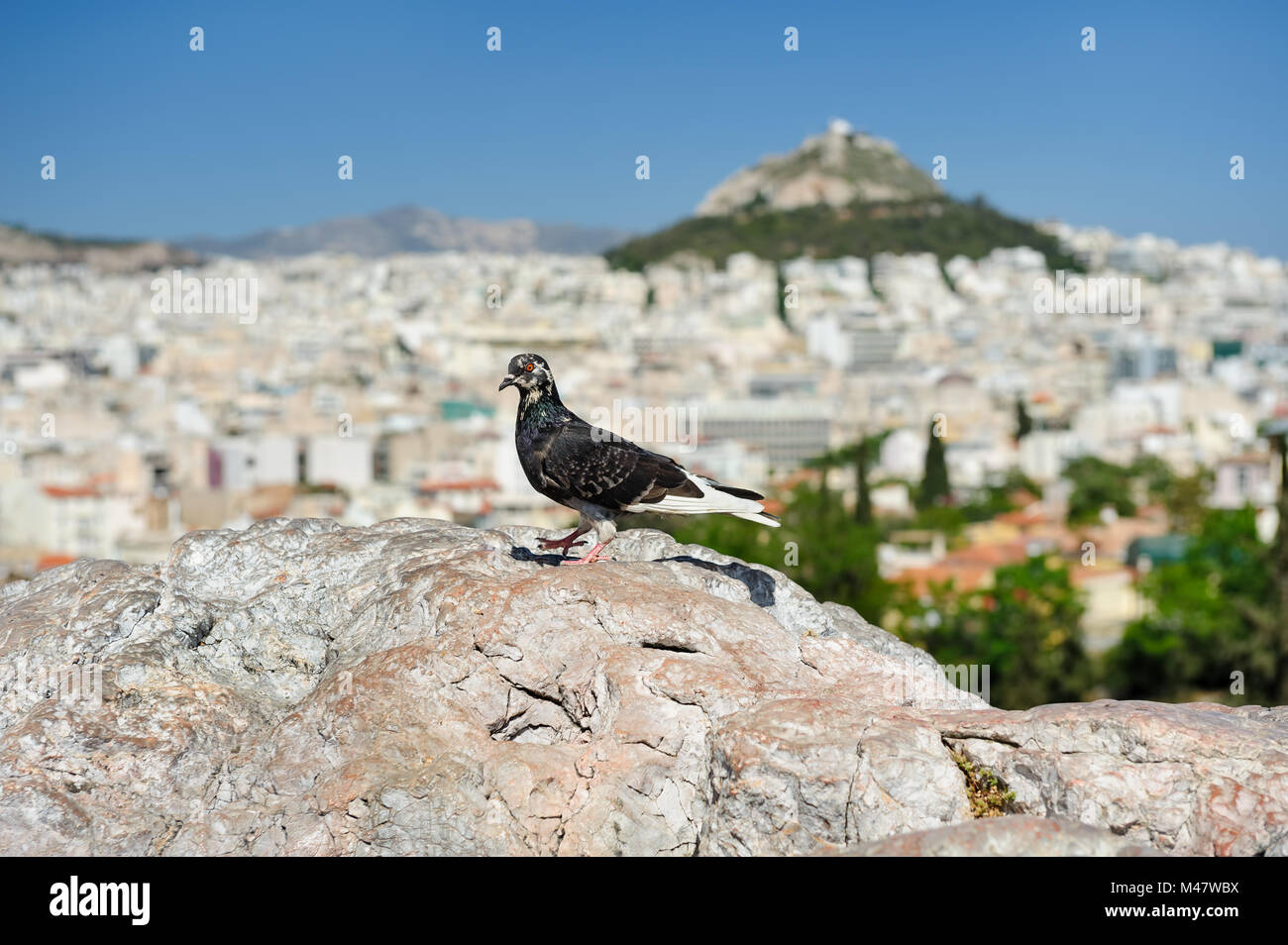 Hill pigeon hi-res stock photography and images - Alamy