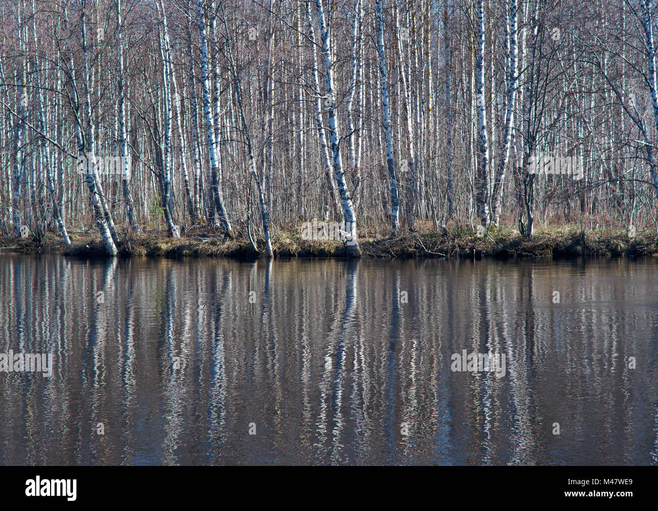 Spring flooding ,Reflection of trees in water Stock Photo - Alamy