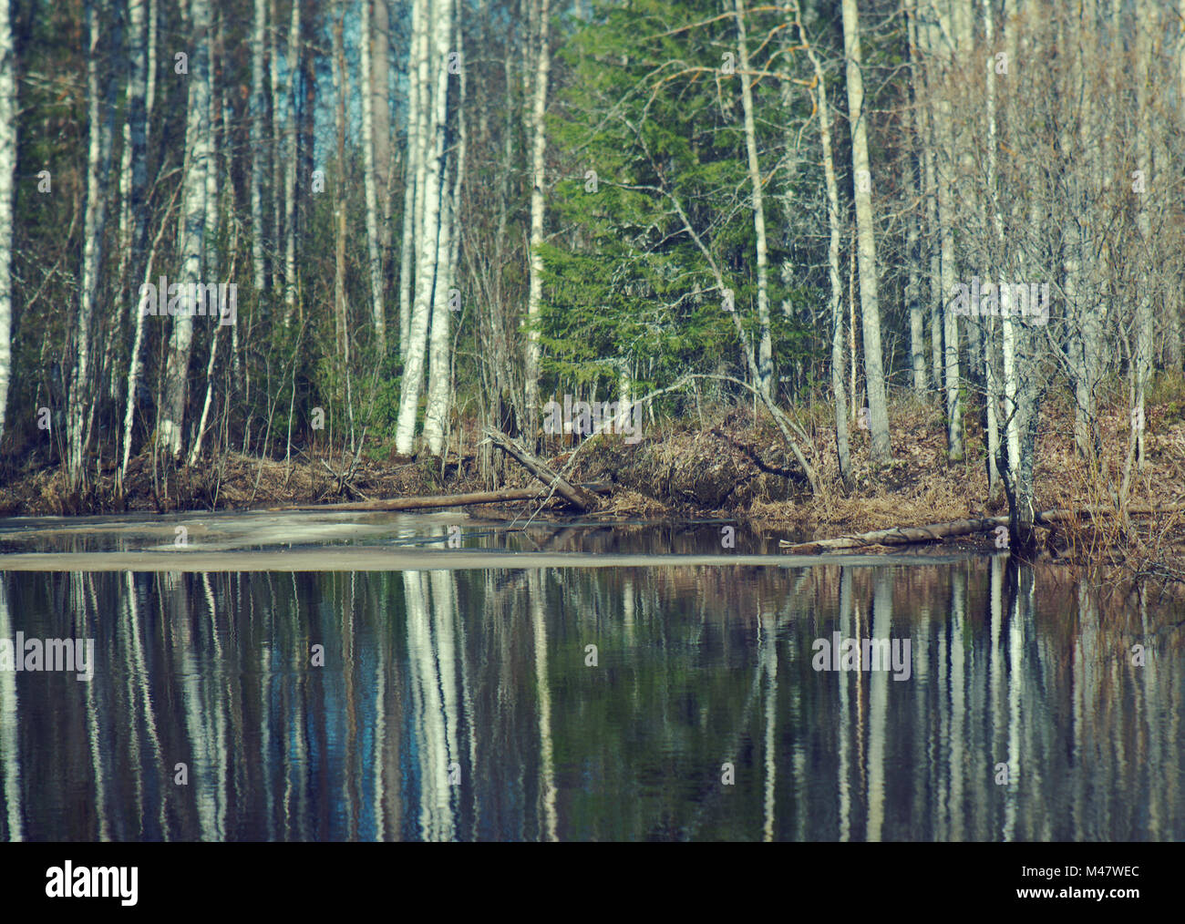 Spring flooding ,Reflection of trees in water Stock Photo - Alamy