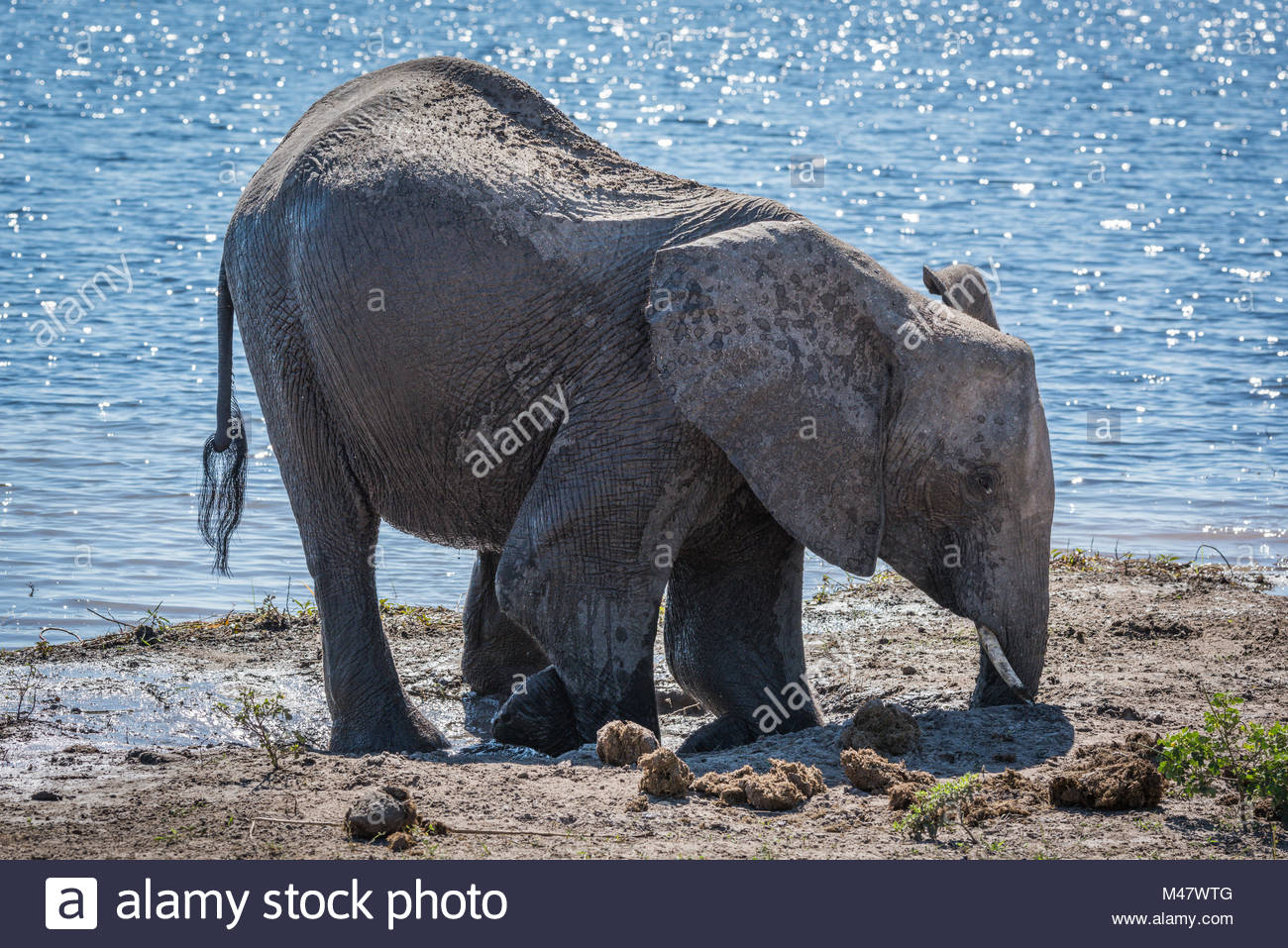 Elephant Kneeling Stock Photos & Elephant Kneeling Stock Images - Alamy