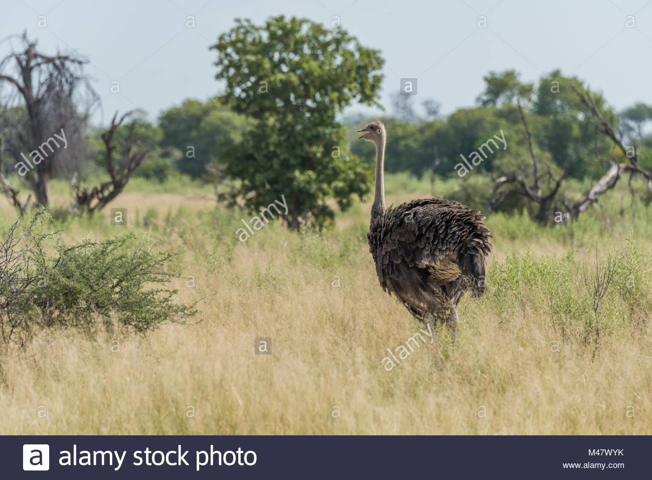 Ostrich Stock Photos & Ostrich Stock Images - Alamy