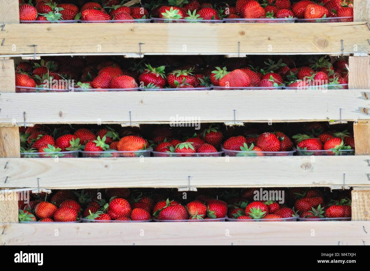 Strawberry Crate of freshly picked strawberries Stock Photo - Alamy