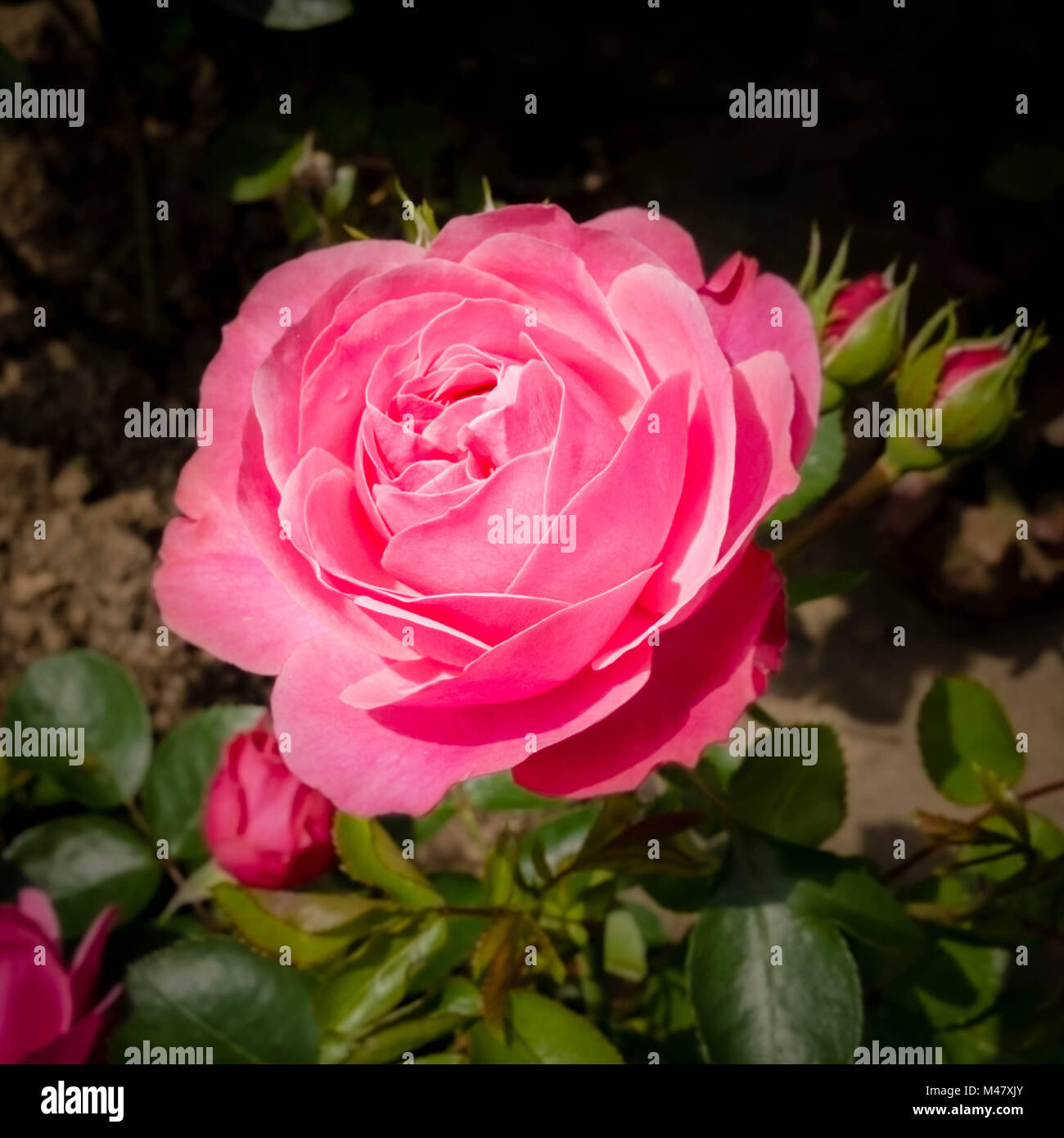 beautiful pink rose in sunlight Stock Photo - Alamy