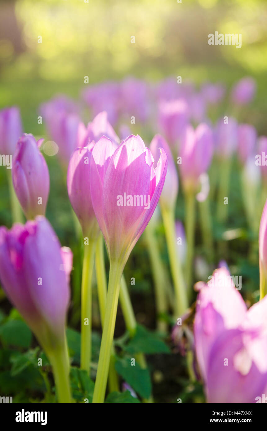 Pink blossoming crocuses in the garden, close up Stock Photo - Alamy