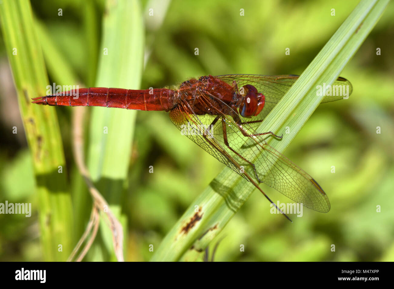 Scarlet darter hi-res stock photography and images - Alamy