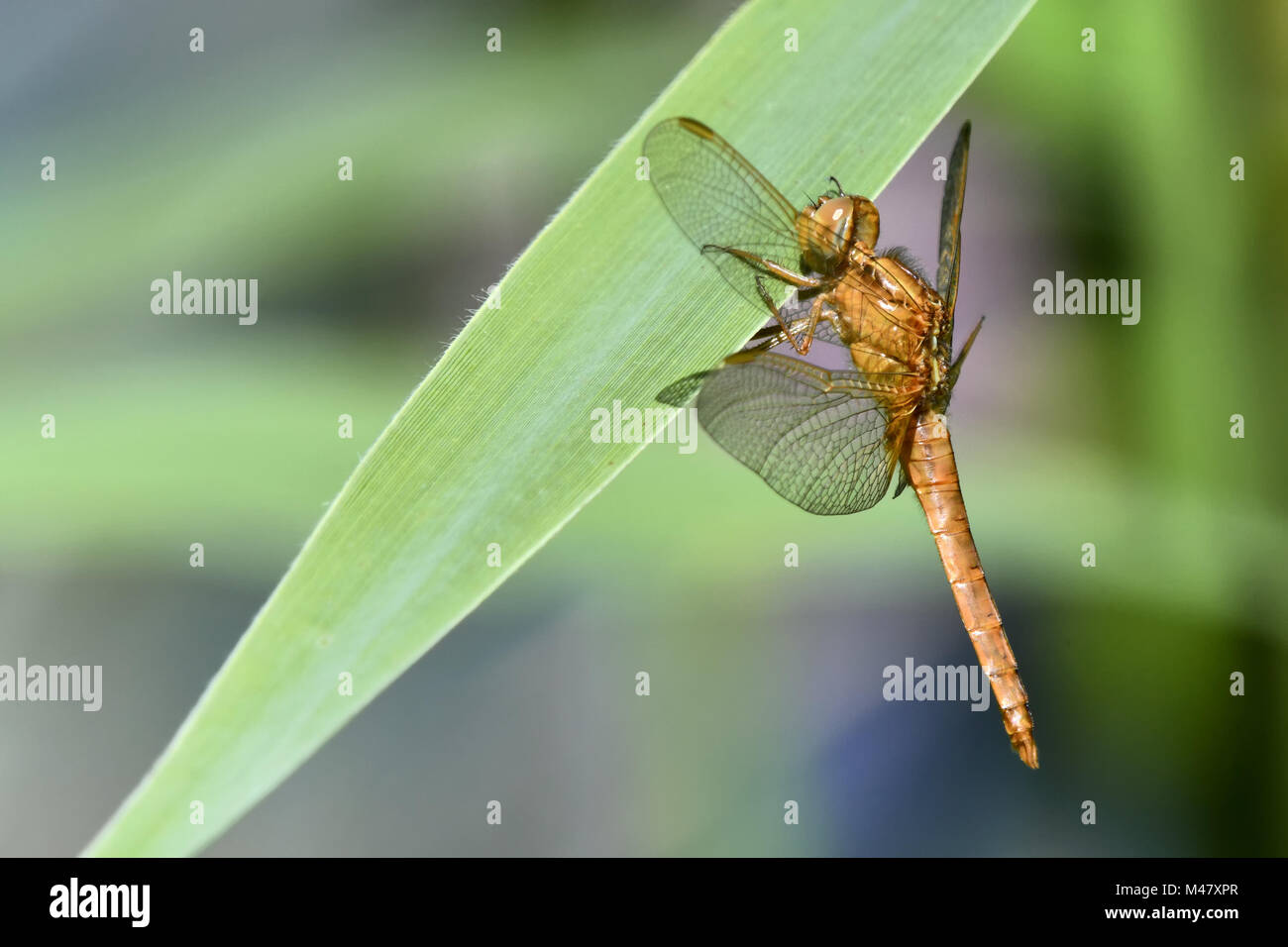 Female darter hi-res stock photography and images - Alamy