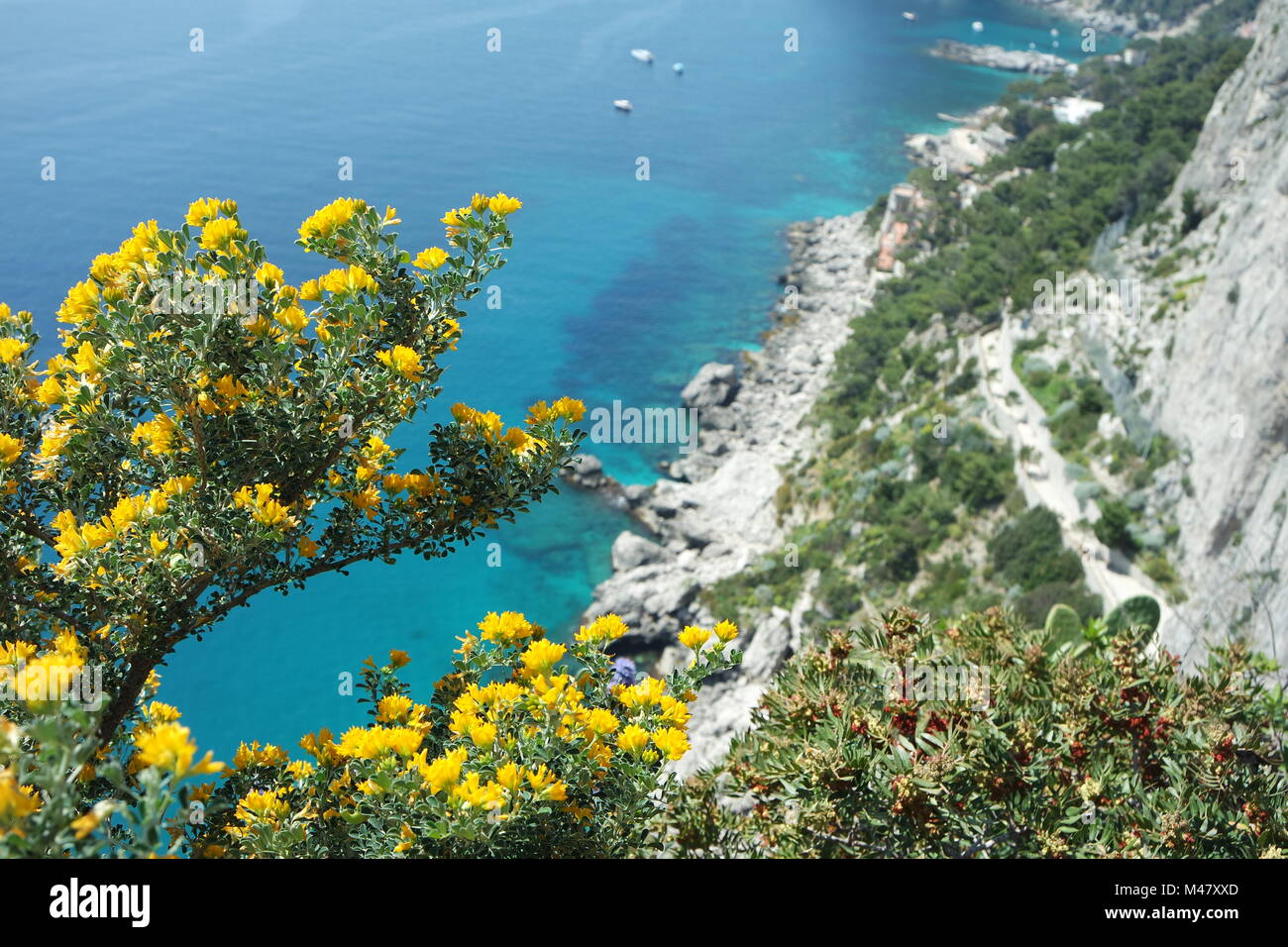 Capri vegetation hi-res stock photography and images - Alamy