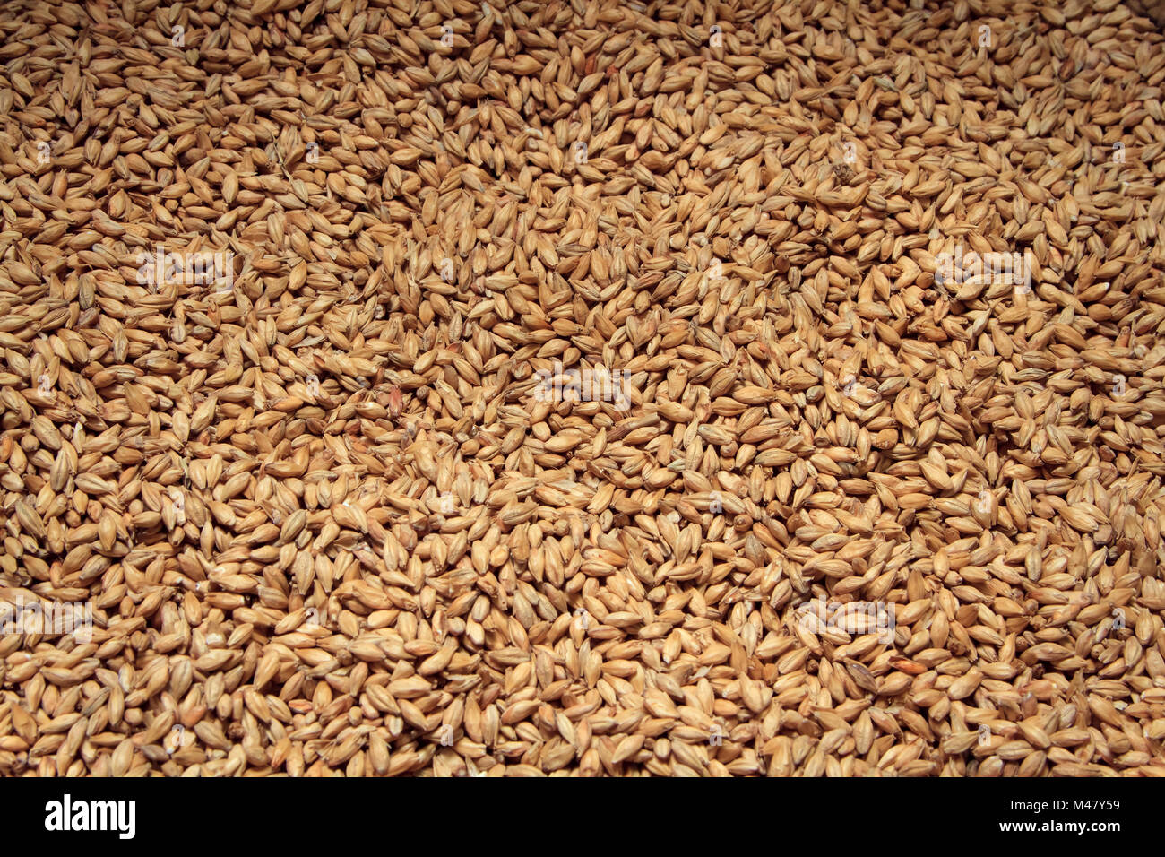 Malt background. Ingredient for beer Stock Photo - Alamy