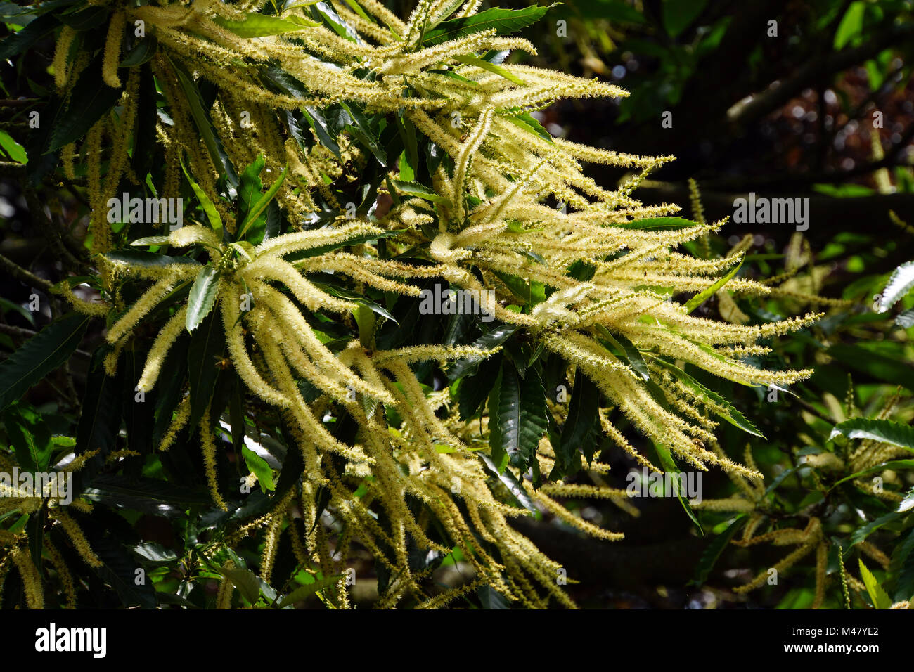 Edelkastanie (Castanea sativa), auch Esskastanie Stock Photo - Alamy