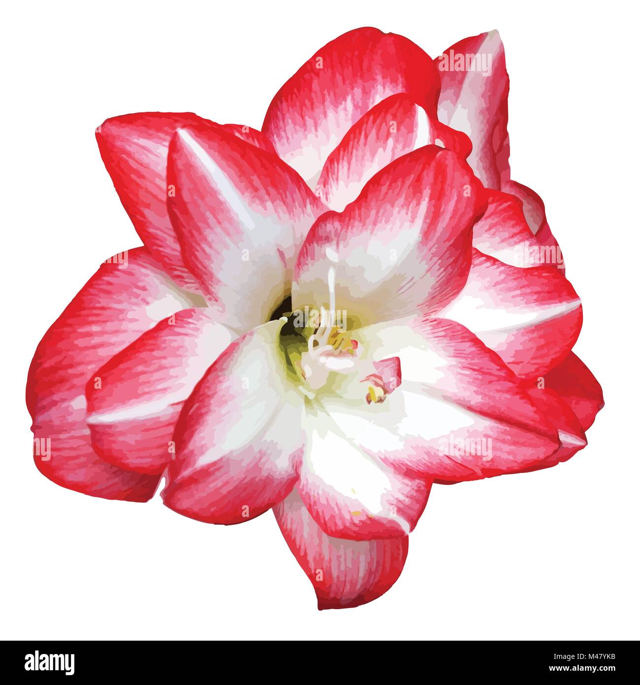 Red white blooming flower hi-res stock photography and images - Alamy