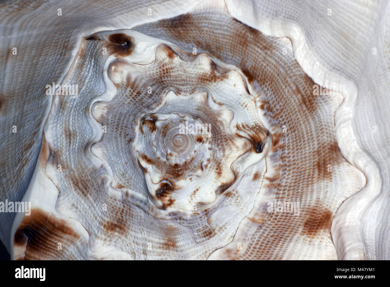 Shell close up hi-res stock photography and images - Alamy