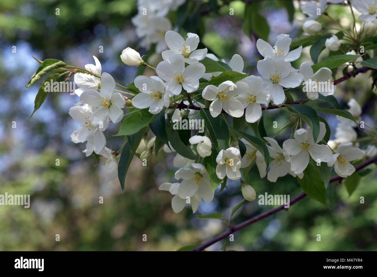 The May blooming apple tree in the city park Stock Photo - Alamy