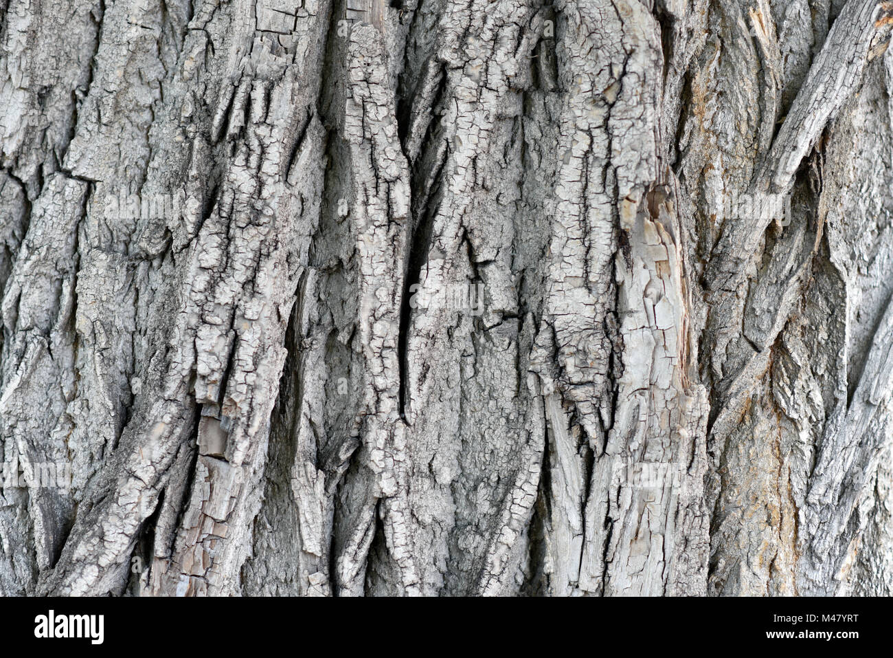 Poplar wood texture hi-res stock photography and images - Alamy