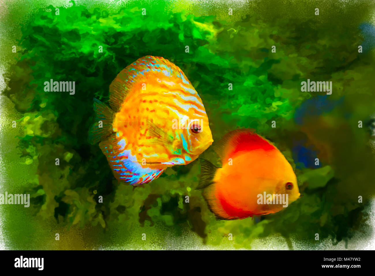 Bright colored tropical fish on algae background Stock Photo - Alamy