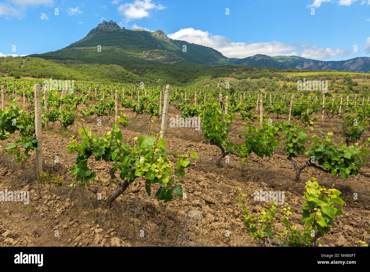Beautiful green vineyards on fields in mountains of Crimea Stock Photo ...