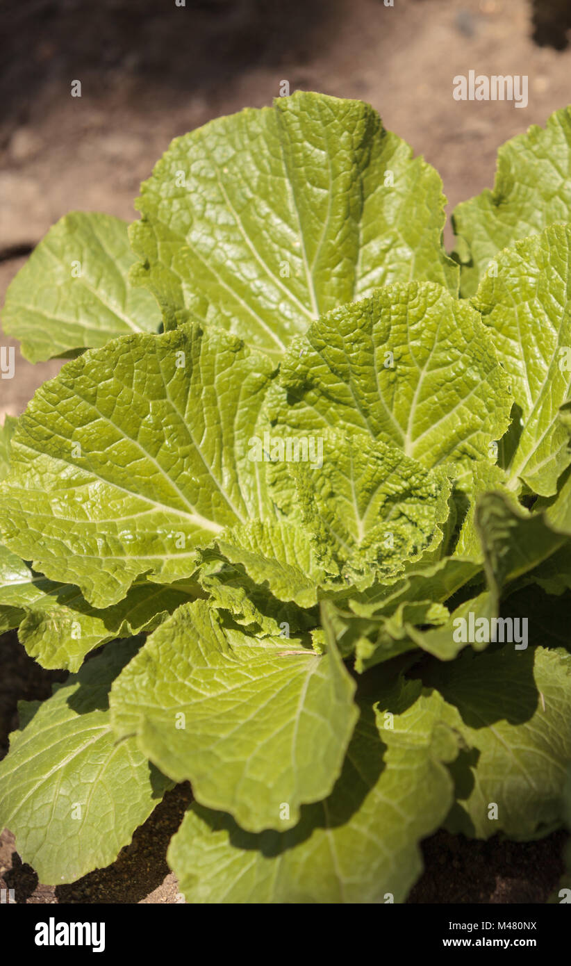 Chinese cabbage grows on a small organic farm Stock Photo - Alamy