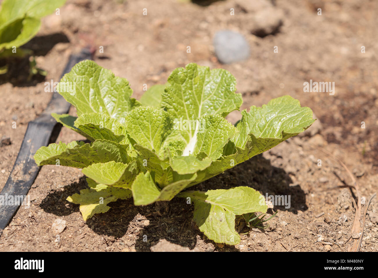 Chinese cabbage grows on a small organic farm Stock Photo - Alamy
