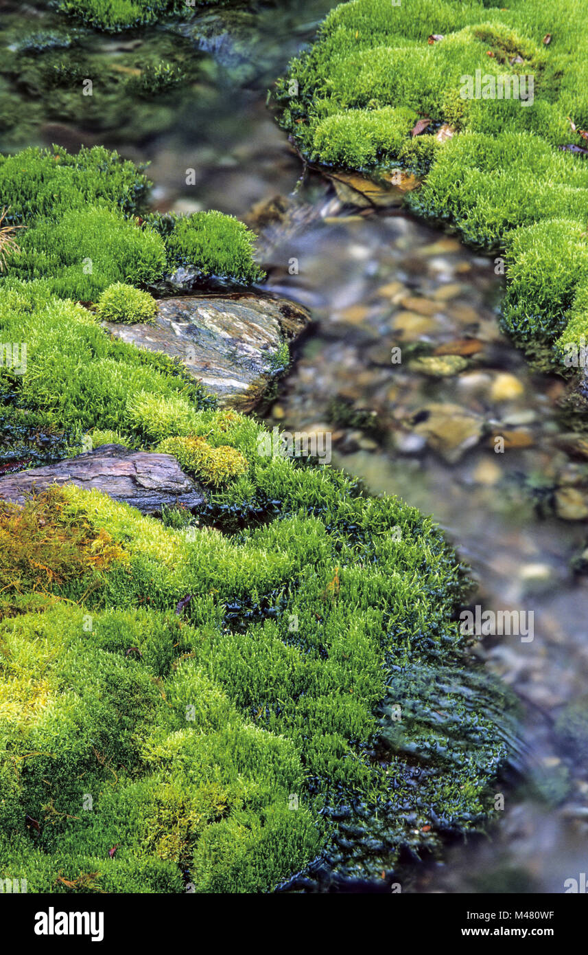 Streamside hi-res stock photography and images - Alamy